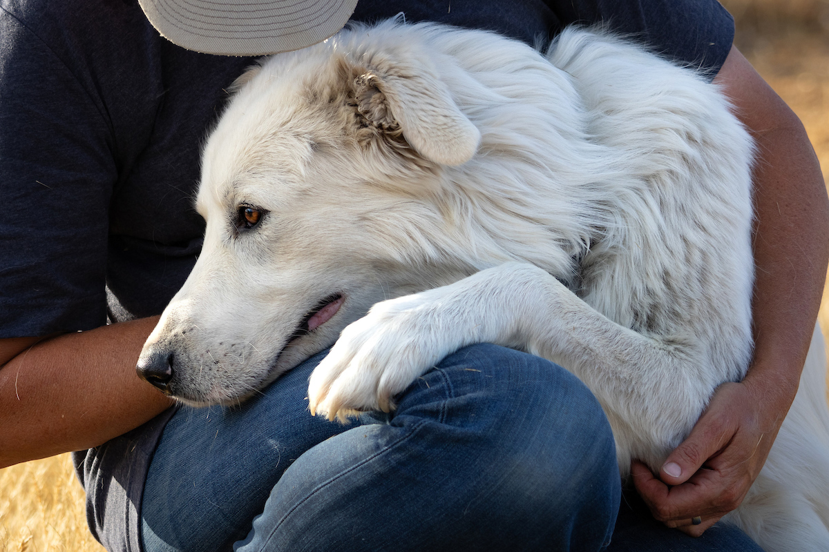 Maremma sheepdogs are very good dogs – so why aren’t they used more ...