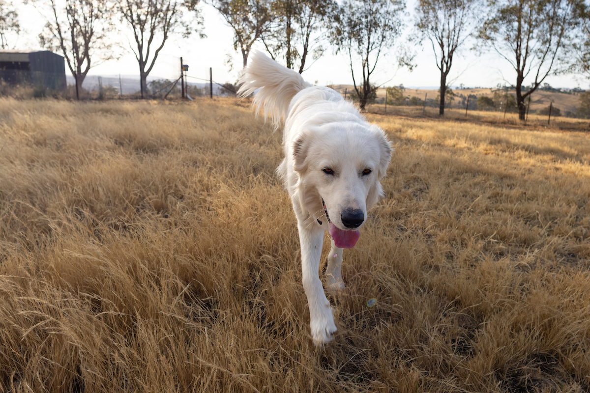 Maremma sheepdogs are very good dogs – so why aren’t they used more ...