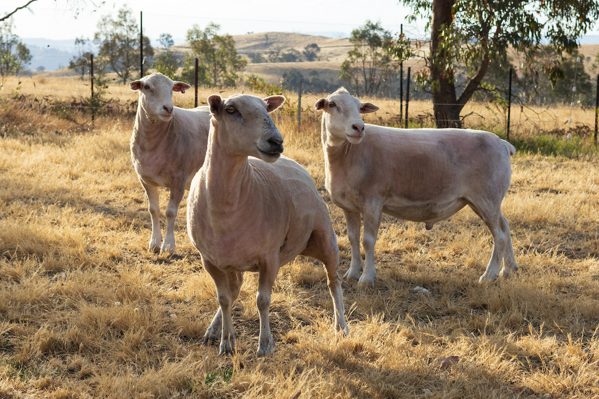 Maremma sheepdogs are very good dogs – so why aren’t they used more ...